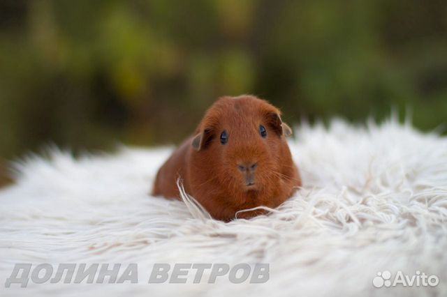 Самка красная, английский селф