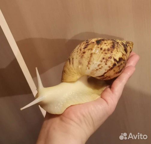 Улитки ахатины альбиносы