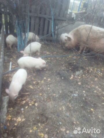 Молочные поросята Пьетрен