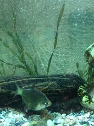 Рыба барбус