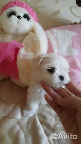 Милаша-девочка мальтийской болонки