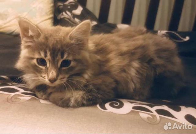 Кошка