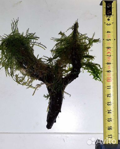 Аквариумные растения (мох, мох на коряге и крипток