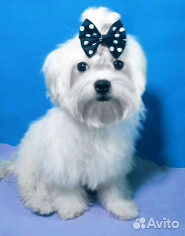 Мальтезе мальчик