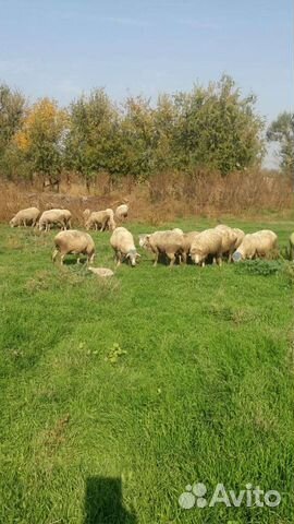 Овцы на племя