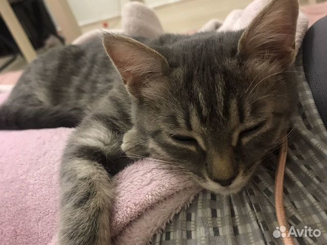 Котенок бесплатно