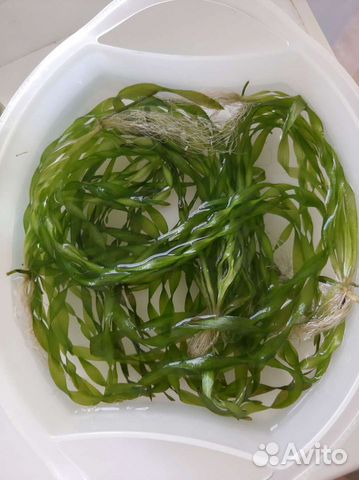 Аквариумные водоросли