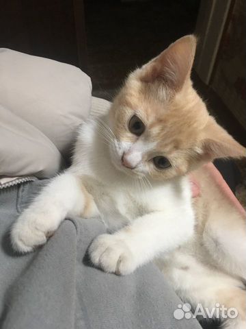 Рыжий котенок в добрые руки