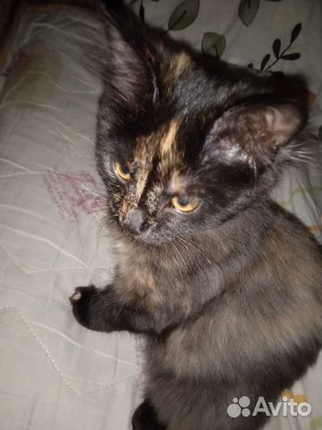 Кошки в добрые руки