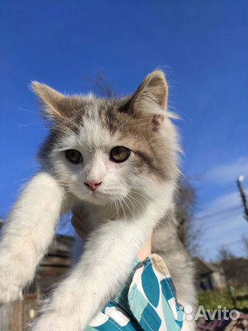 Пушистый Котенок - Енот Тотошка 4 мес в дар
