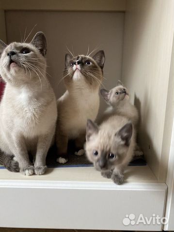 Сиамские котята бесплатно