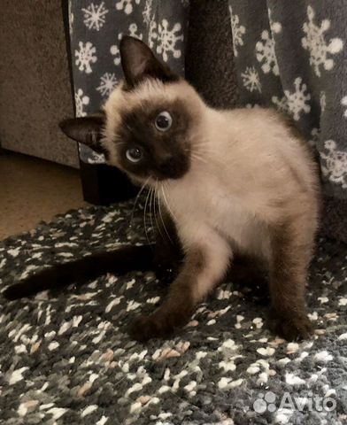 Котенок Марс