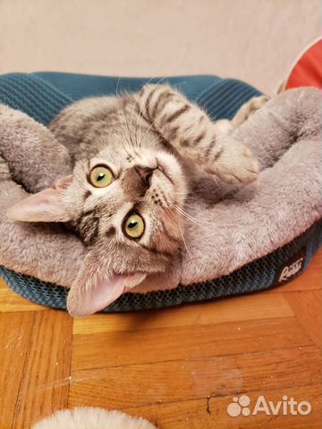 Котенок цвета Вискас