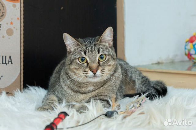 Молодая и нежная особенная кошечка Лапка ищет дом