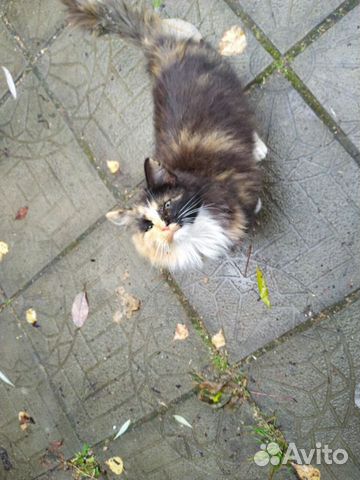 Ее предали, бросили, она осталась совсем одна