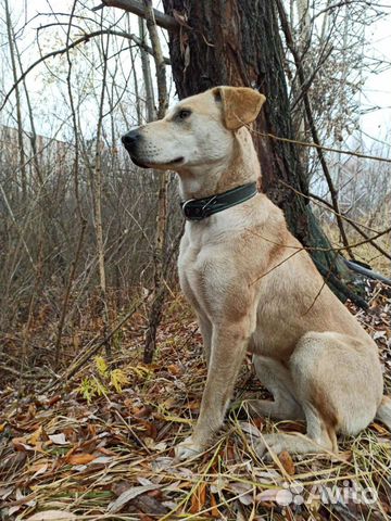 Энергичная собака в дар