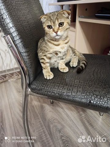 Шотландская вислоухая кошка