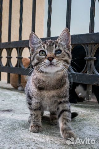 Спасти котенка