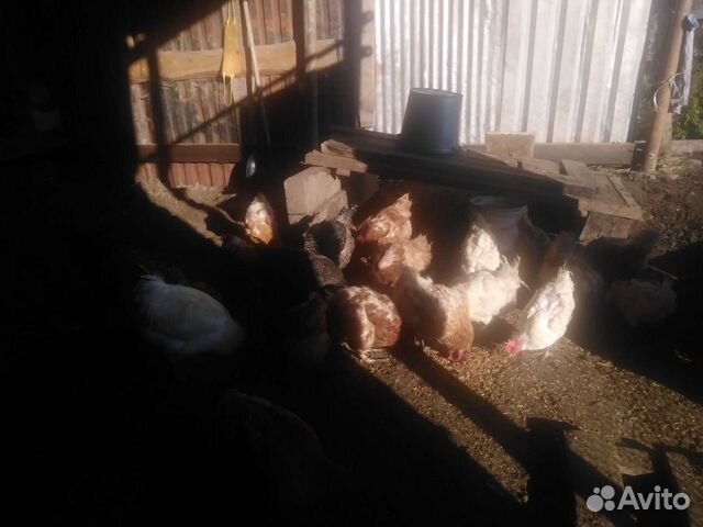 Куры несушки