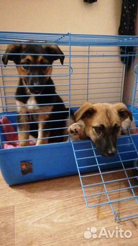 Щенки 2,5 мес девочки ищут дом