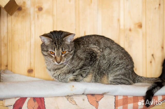 Котик в дар