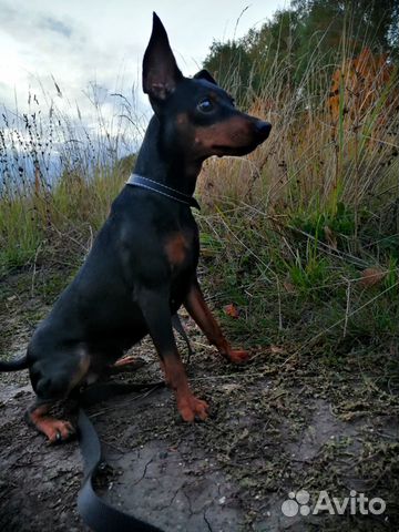 Цвергпинчер