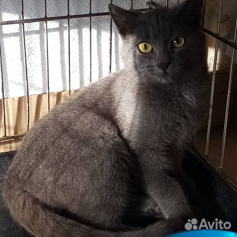 Роксолана