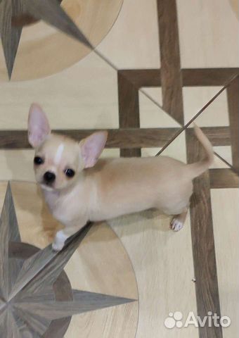 Щенок мини чихуахуа