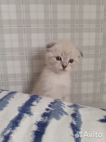 Котёнок хорошим людям