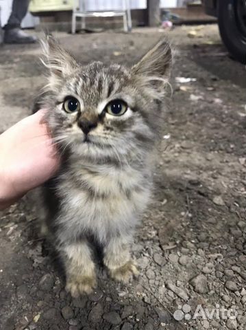 Котенок в добрые руки бесплатно