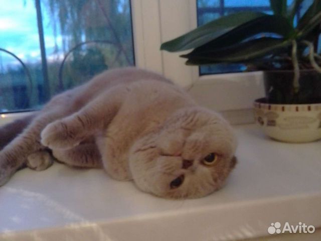 Британская кошка