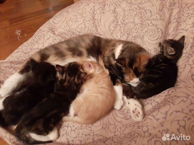 Кошка