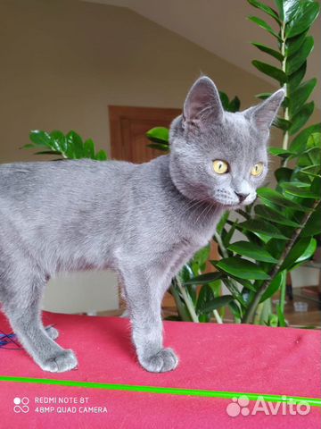 Русская голубая котенок Дымок в добрые руки