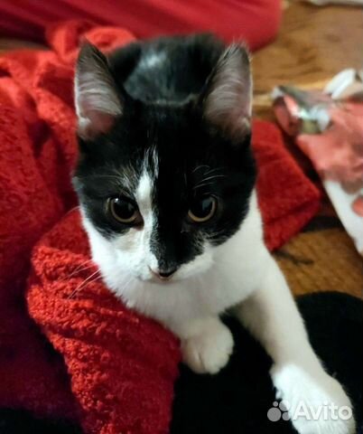 Котик в дар