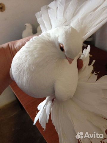 Голуби статные