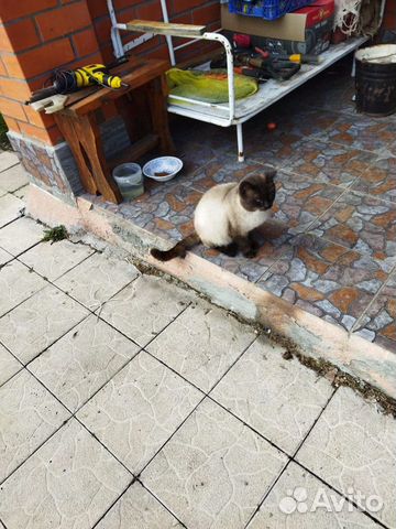 Персидский кот в добрые руки