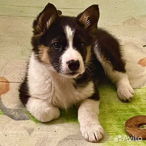 Собака, щеночек