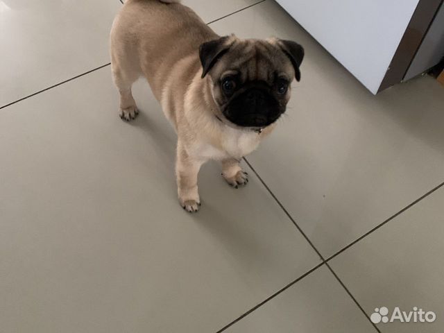 Мопс (мальчик)