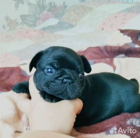 Чёрные угольки, мальчики близнецы