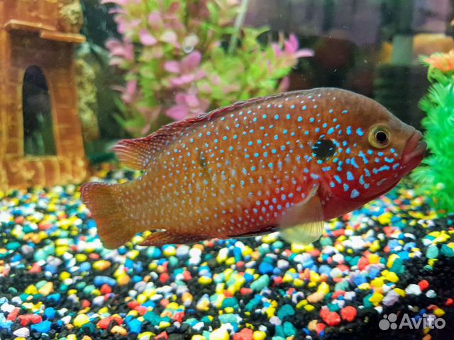 Хромис красавец