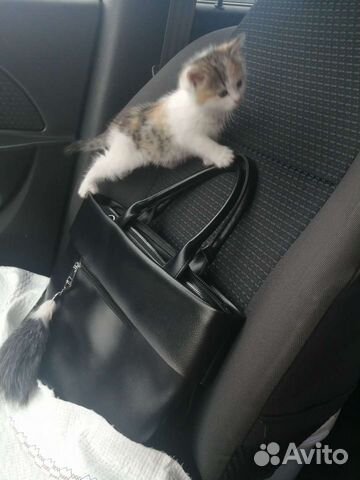 Домашние животные котята