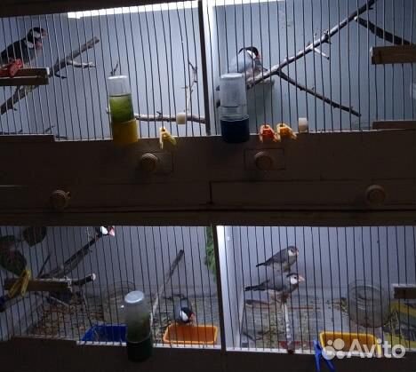 Декоративные птички рисовки