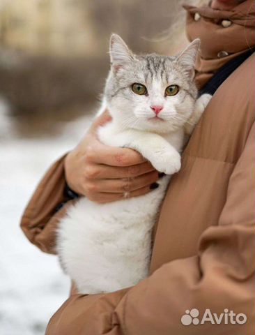 Котята подростки британцы