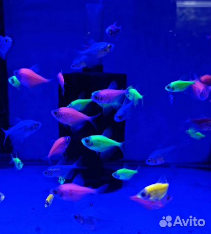 Тернеция Гло Фиш GloFish