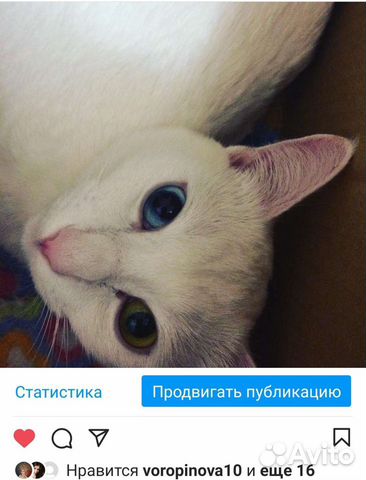 Кошка " Као -мани"в дар в очень хорошие руки