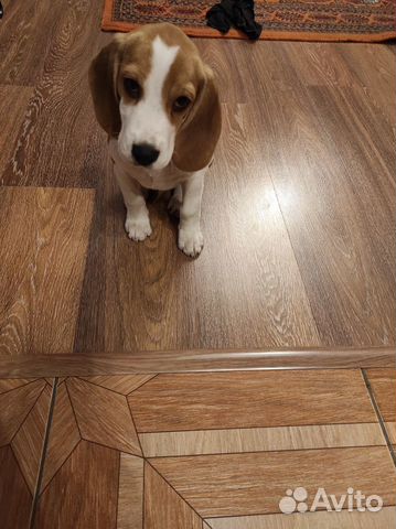 Продам собаку породы бигль