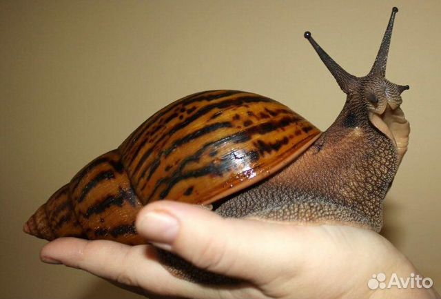 Отдам улитку Ахатин