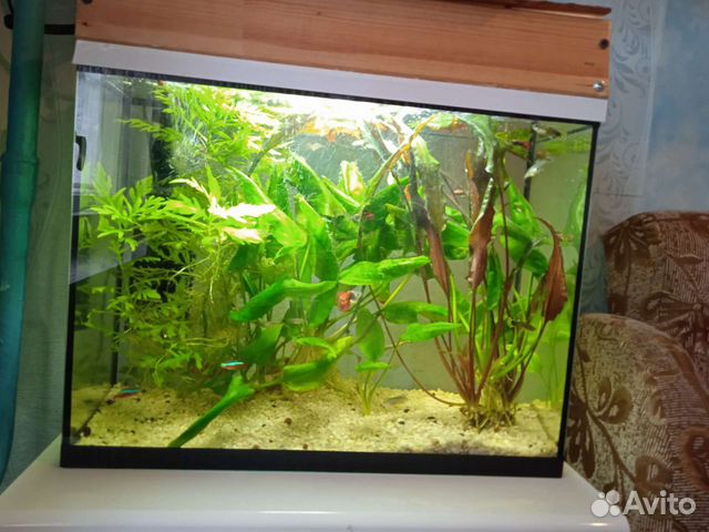 Аквариум с рыбками