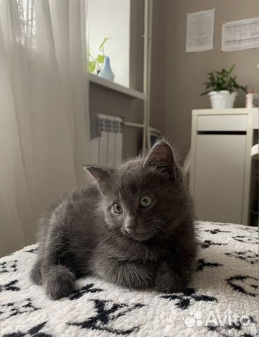 Котенок бесплатно