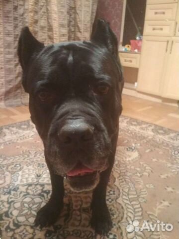 Щенки канэ- корсо